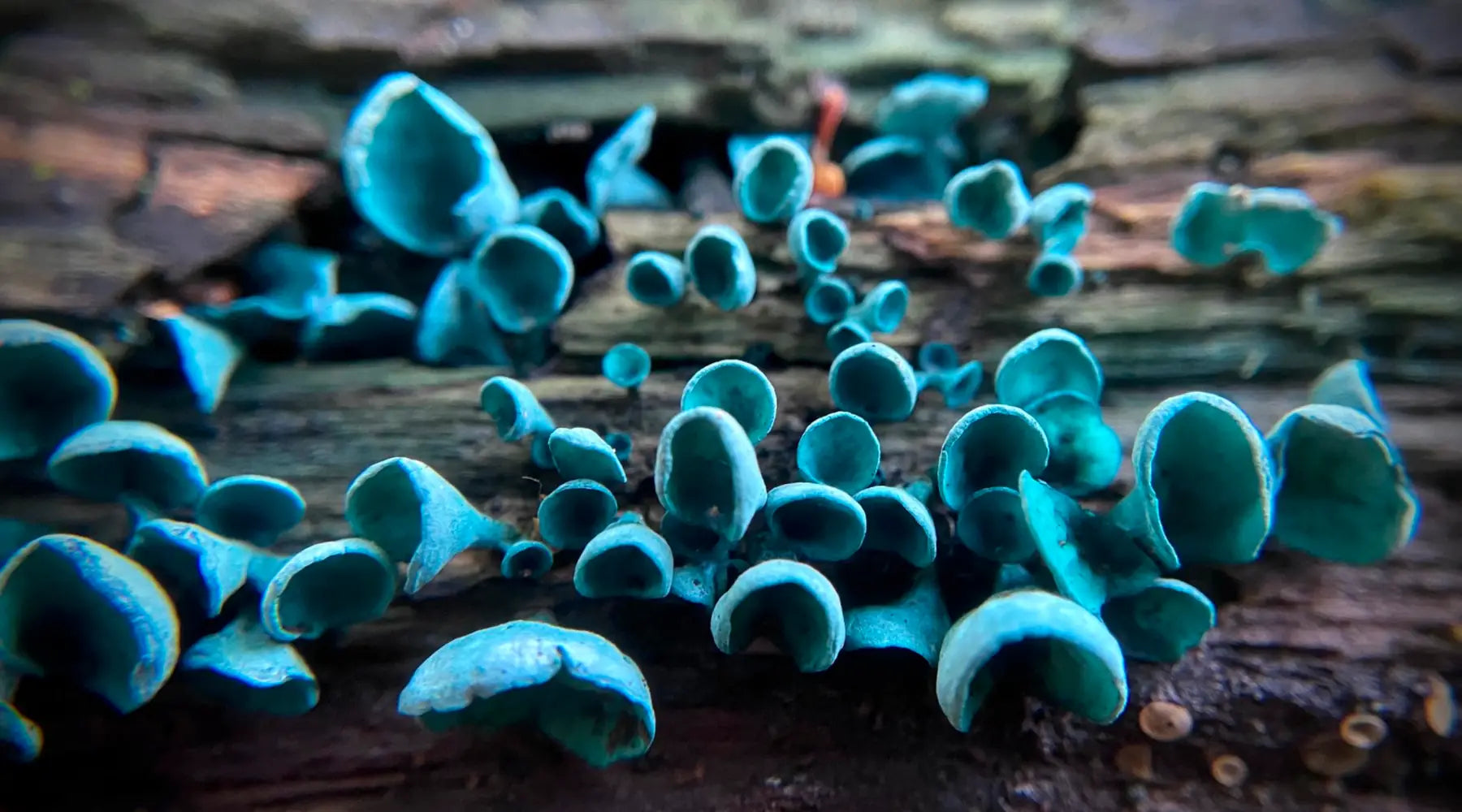 Understanding the Intriguing Phenomenon of Spalting in Wood